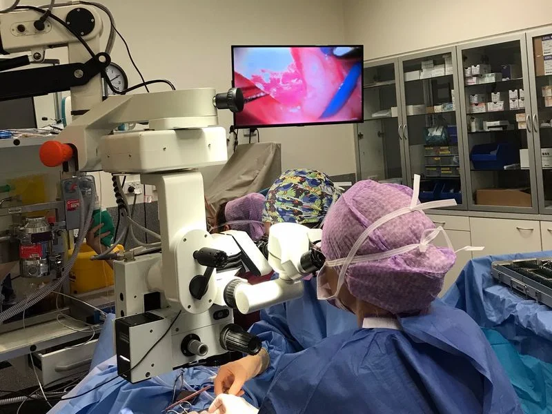 Cat Vet Services | Cat Specialist Services