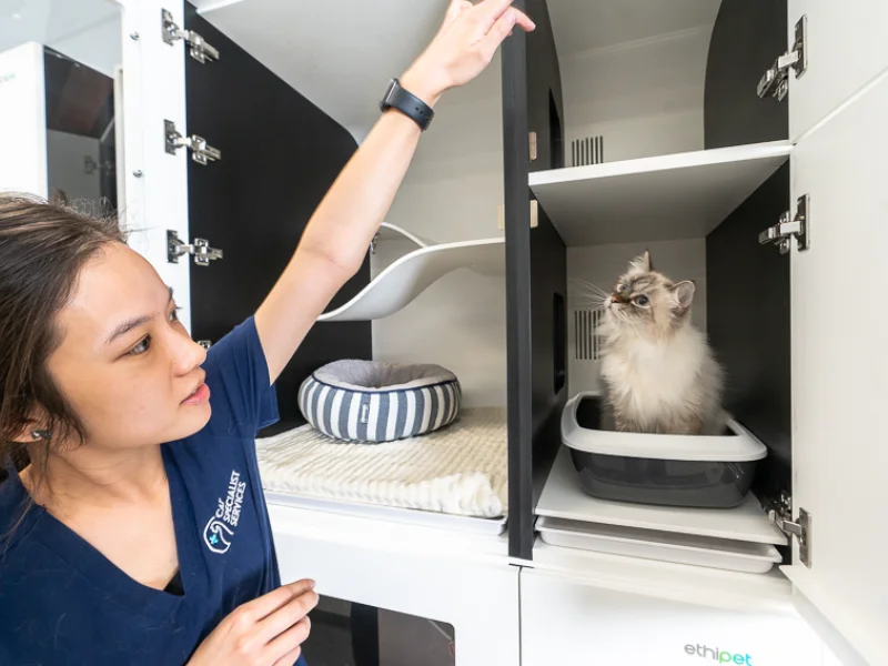 Cat Hospital Wards | Feline Vet | Cat Specialist Services